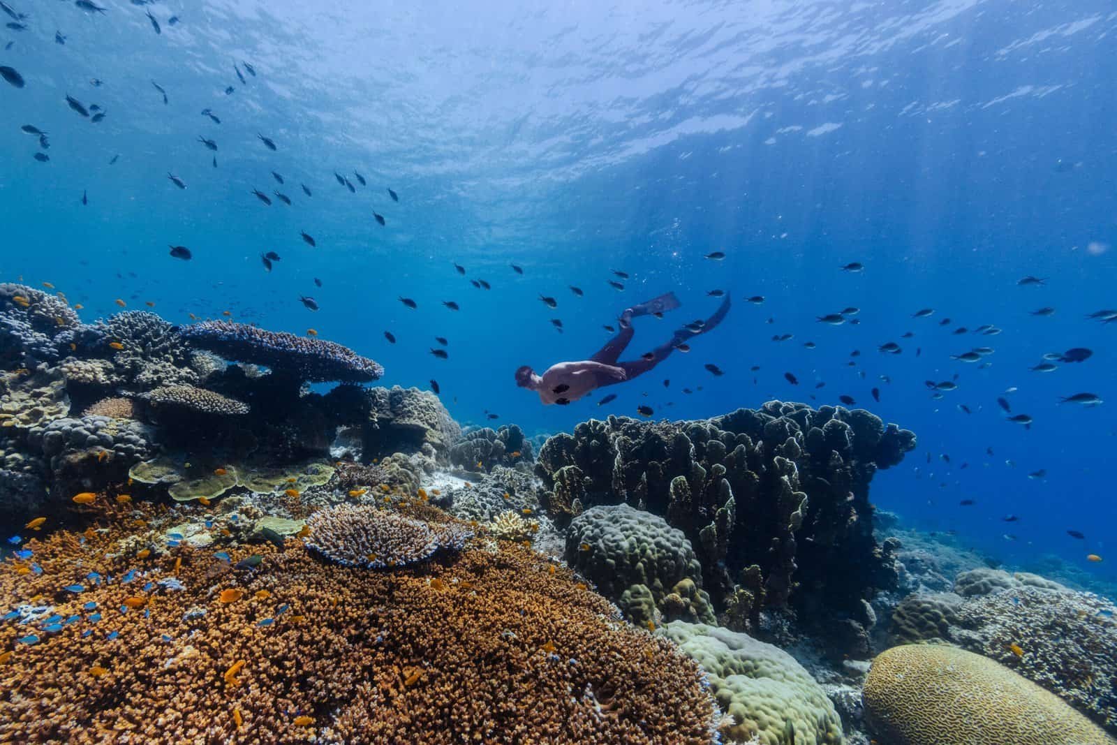 Freediving in Panglao: A World of Underwater Wonders ...